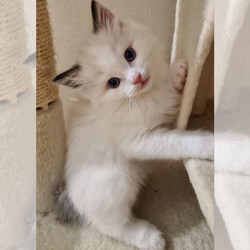 Рэгдолл котёнок