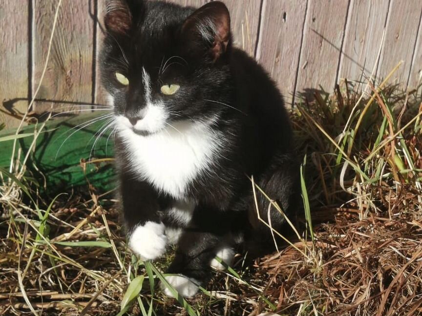 Котята бесплатно