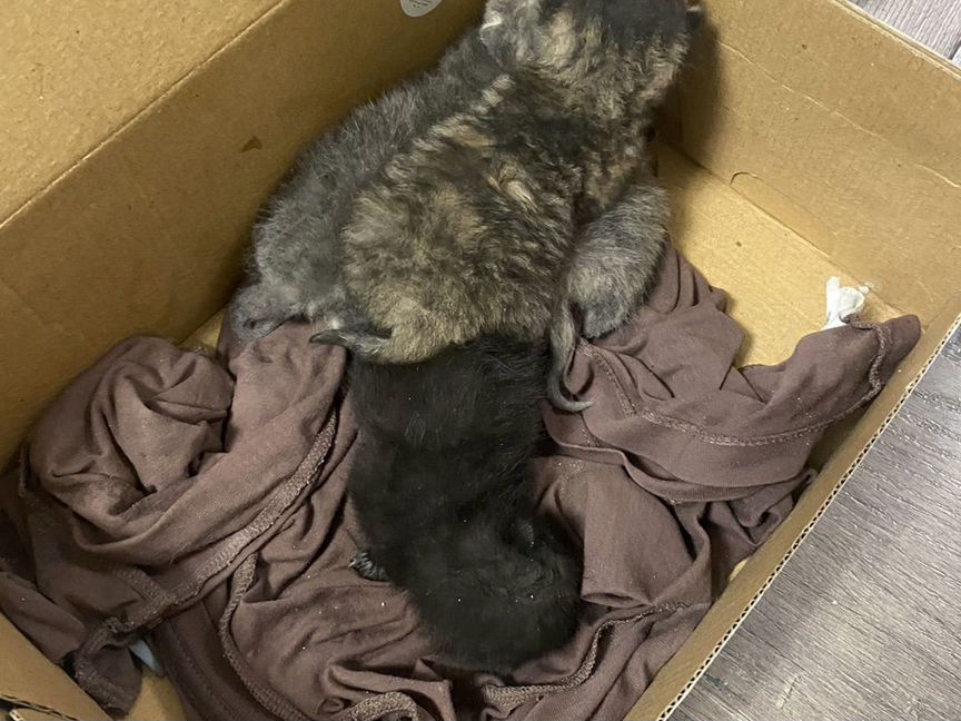 Нашли брошенных котят