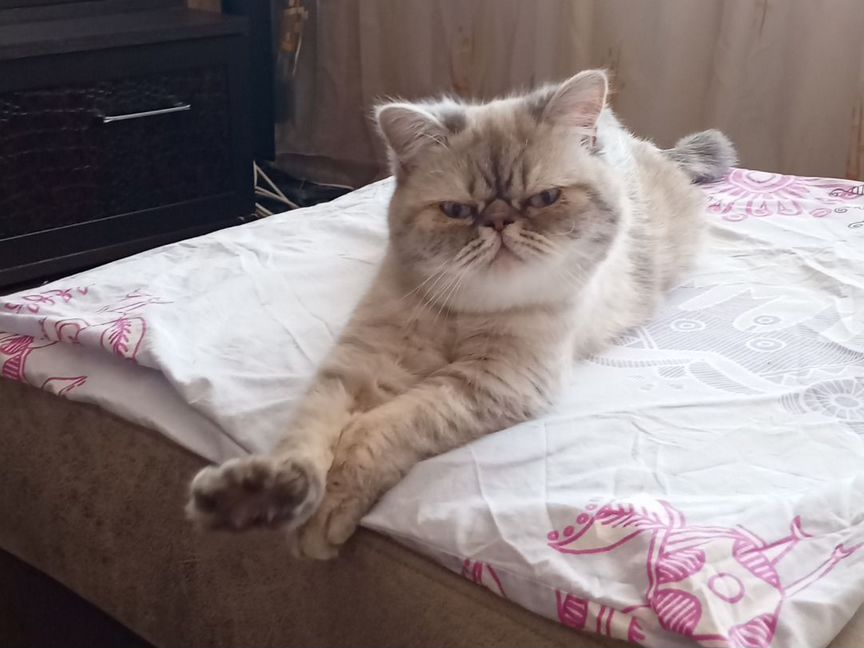 Экзотическая кошка