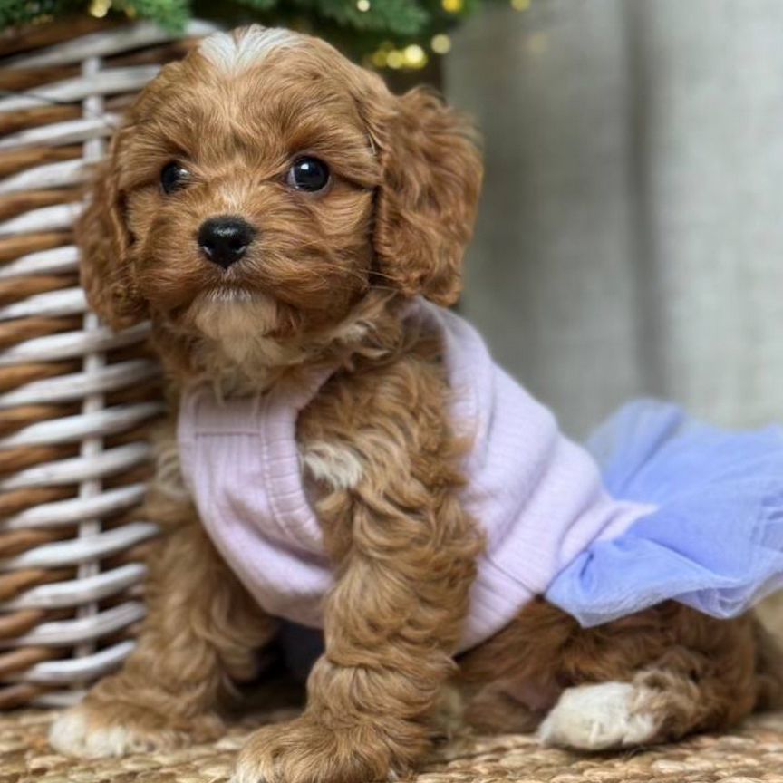 Кокапу, щенок