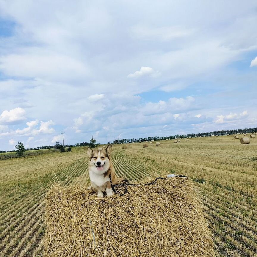 Корги
