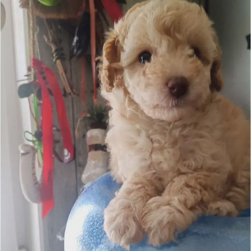 Той-пудель, щенок