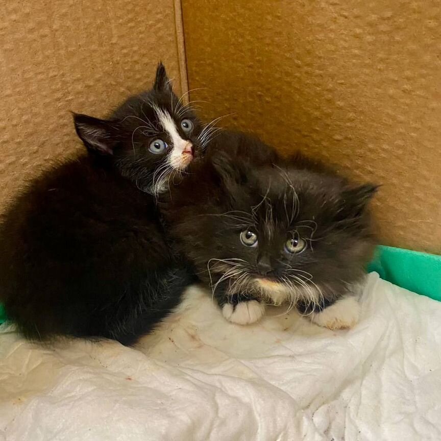 Котята мальчики