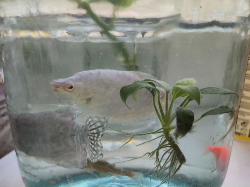 Аквариумные рыбки отдам за шоколадку