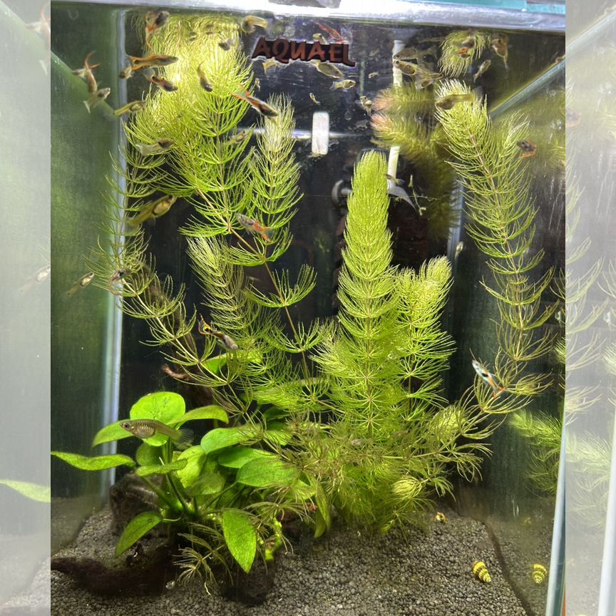 Гуппи Эндлера Венесуэла