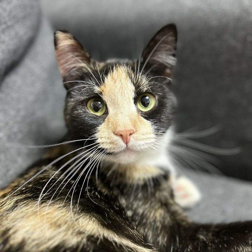 Кошка