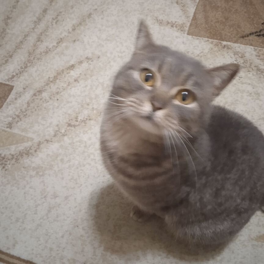 Найдена домашняя кошка