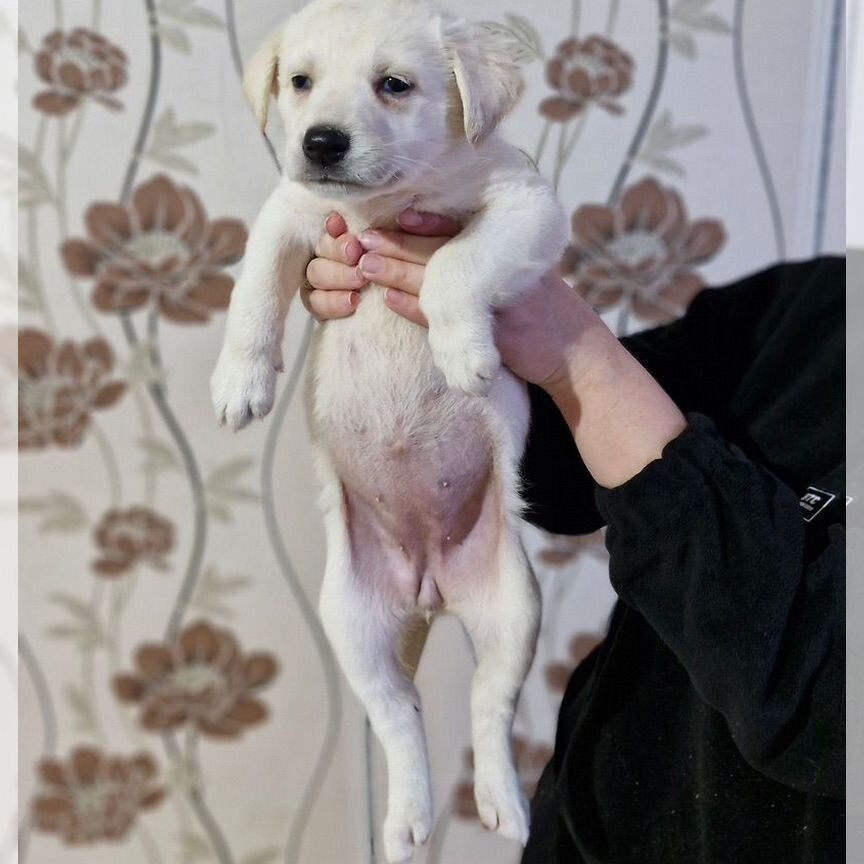 Щенок в добрые руки