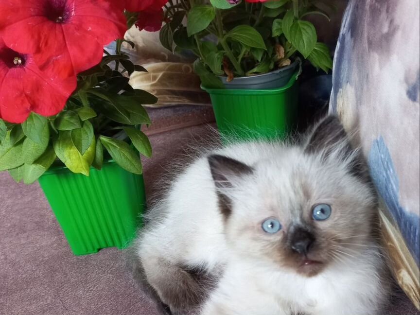 Котята невская маскарадная