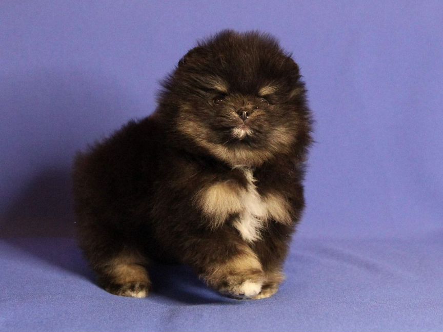 Шпиц, черно-подпалый окрас, девочка