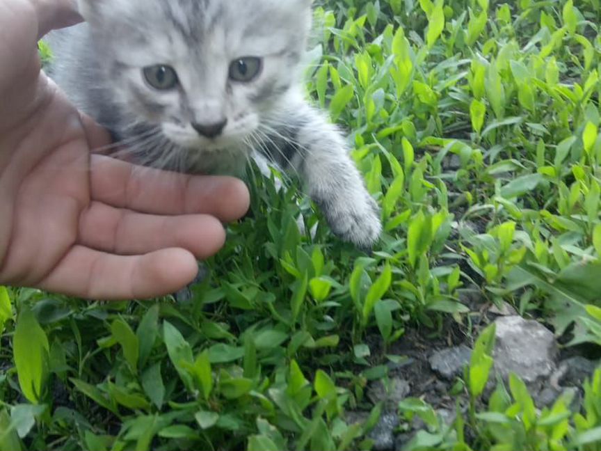 Кошка