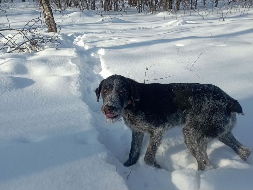Собака породы дратхаар
