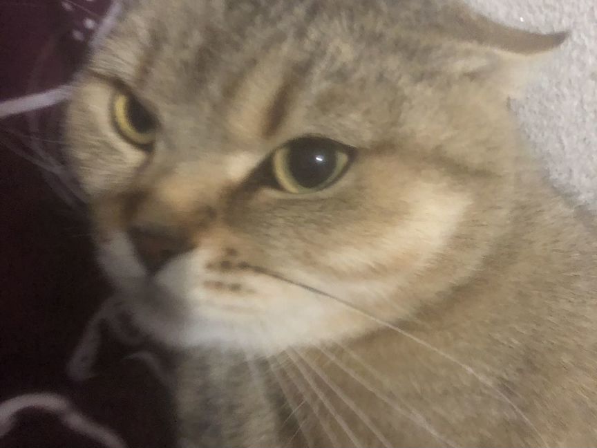 Кошка брюссельская