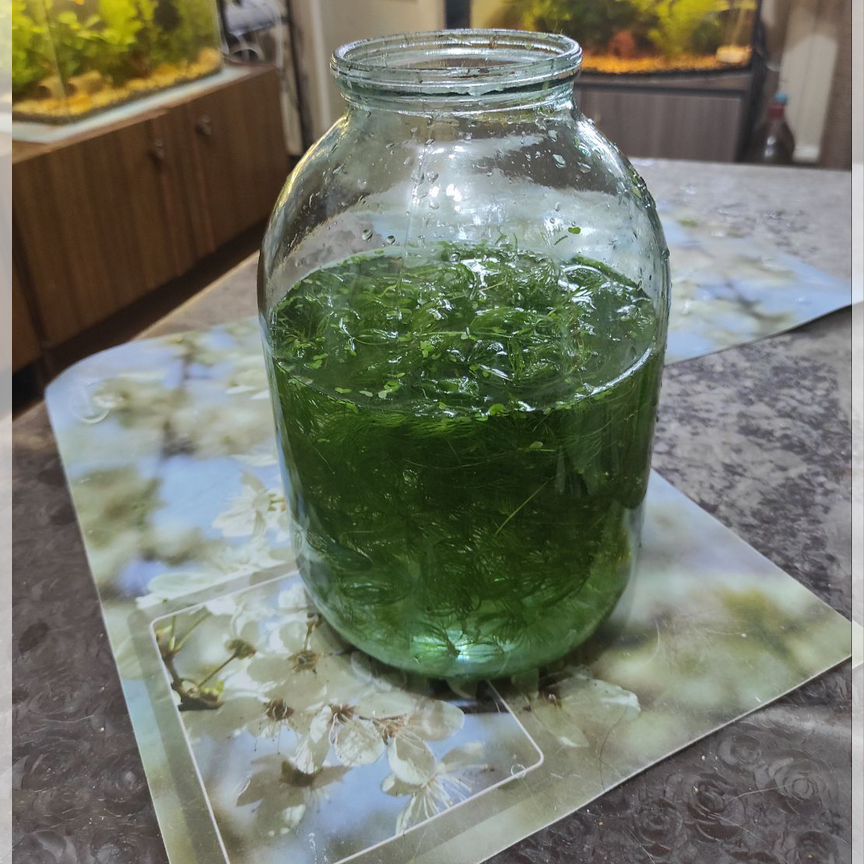 Аквариумные растения роголистник