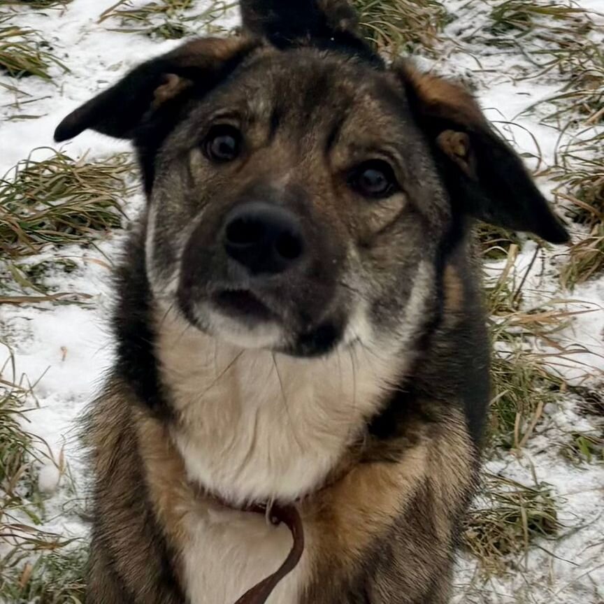 Взрослая собака в добрые руки