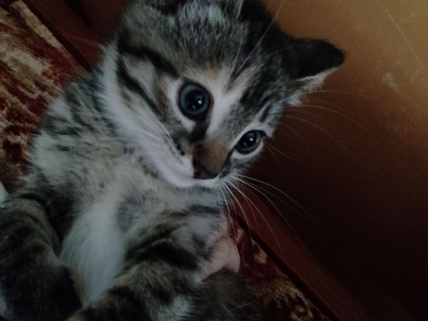 Милый Котëнок