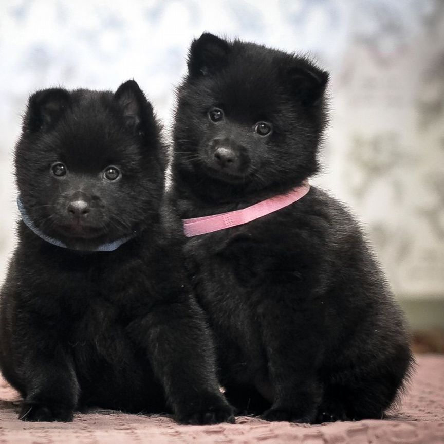 Собаки