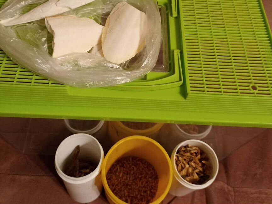 Контейнер / террариум переносной для улиток