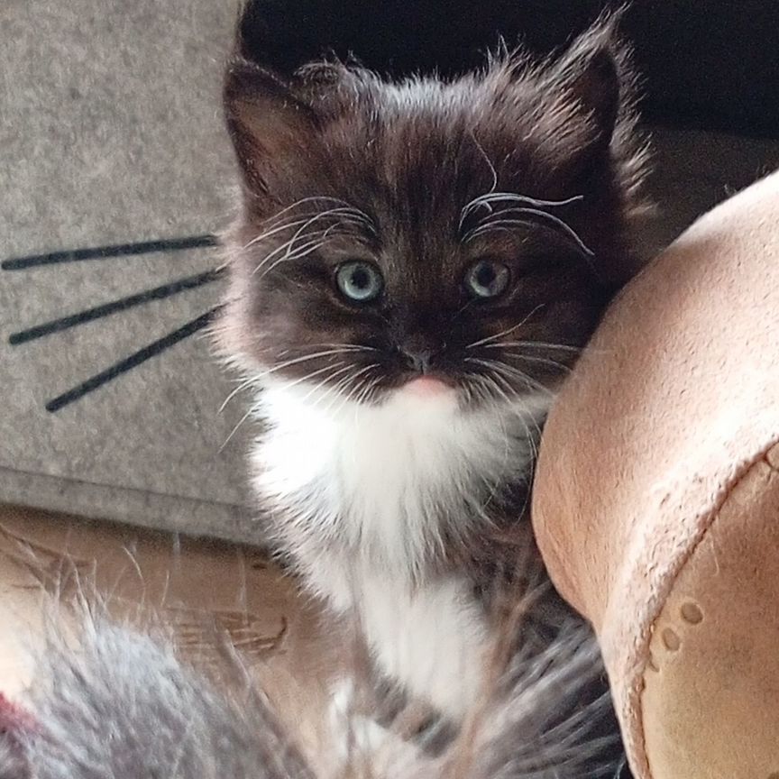 Котёнок в добрые руки