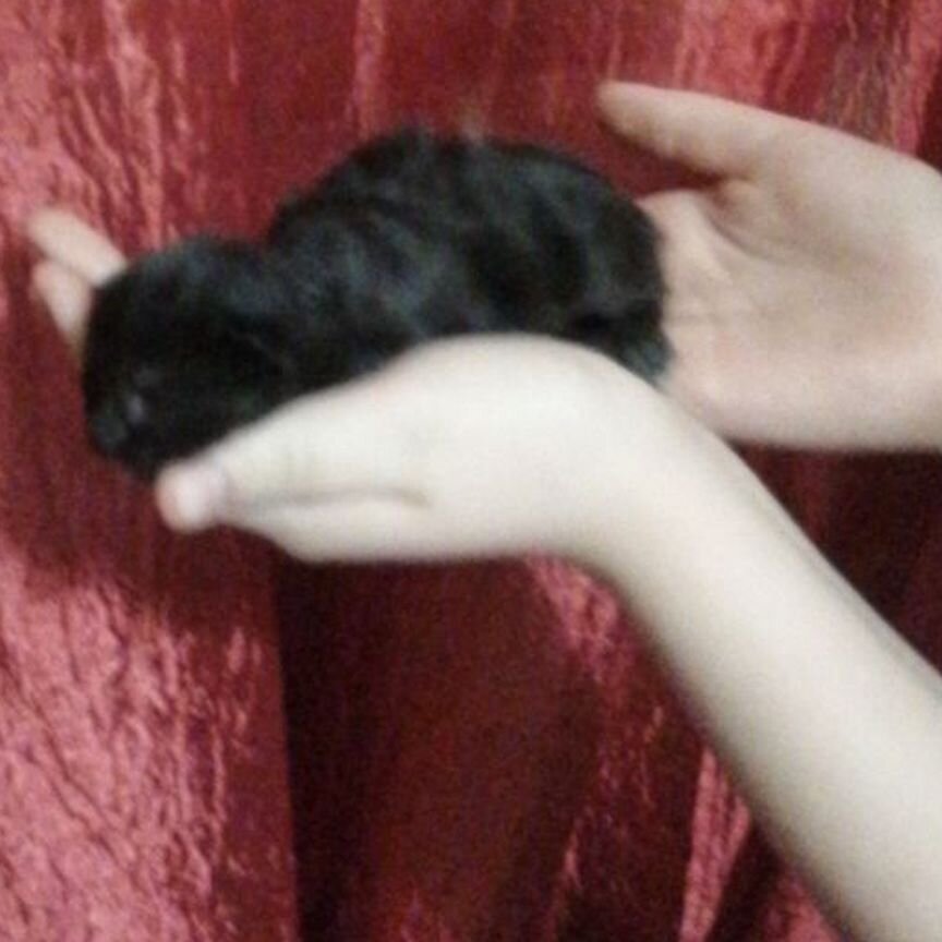 Британский короткошёрстный котёнок