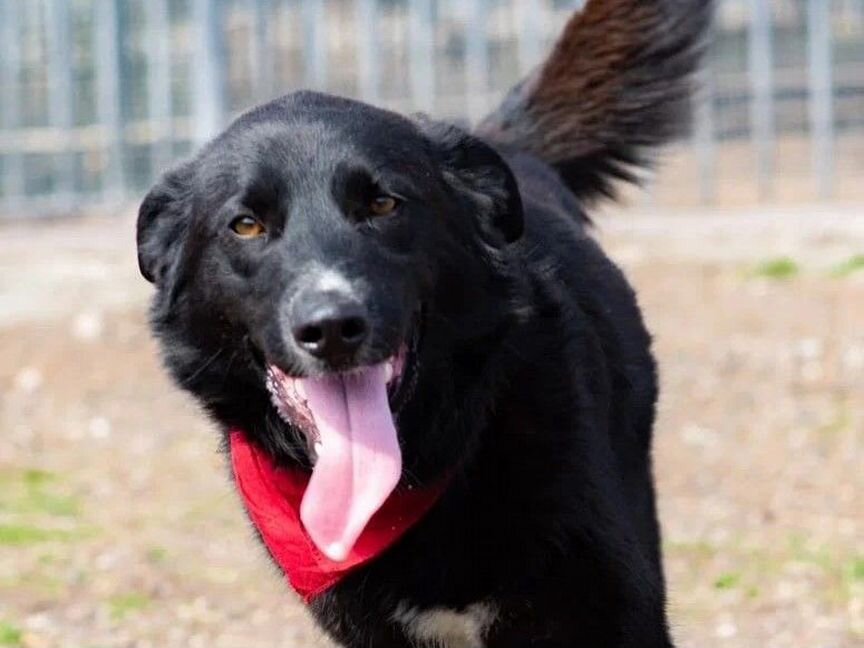 Компанейский красавец Сэм