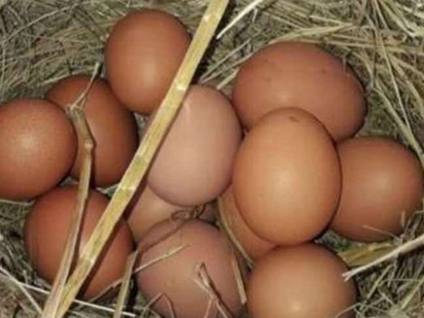 Продам куриное инкубационное яйцо и столовое
