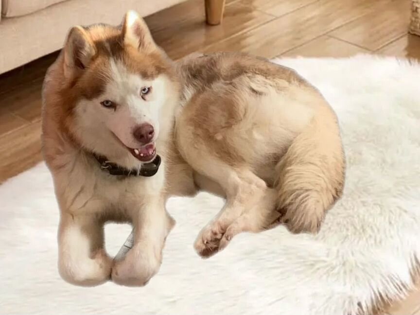 Хаски мальчик голубые глаза