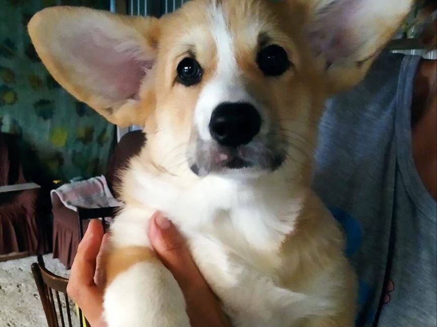 Вельш-корги пемброк