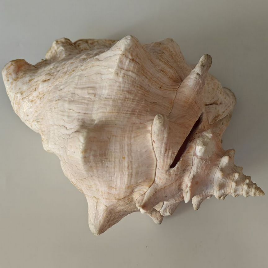 Ракушка морская большая