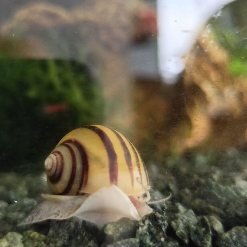 Улитка спикси