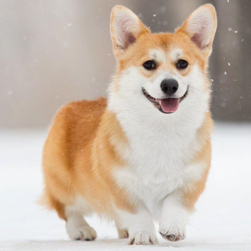 Вязка Вельш корги пемброк