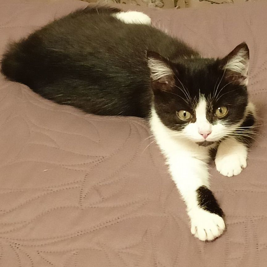 Кошечка полубританка