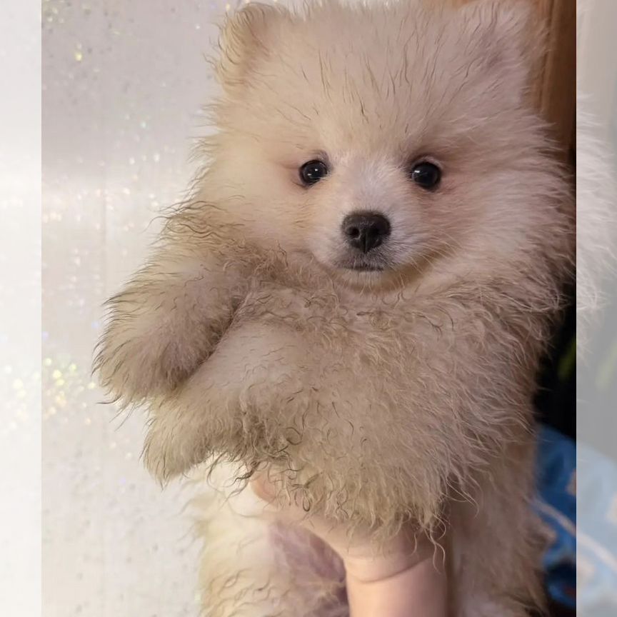 Померанский шпиц, щенок