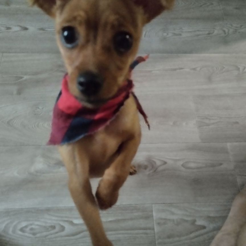 Той-терьер щенок