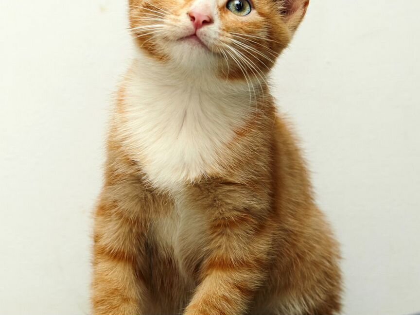 Котик 3 месяца