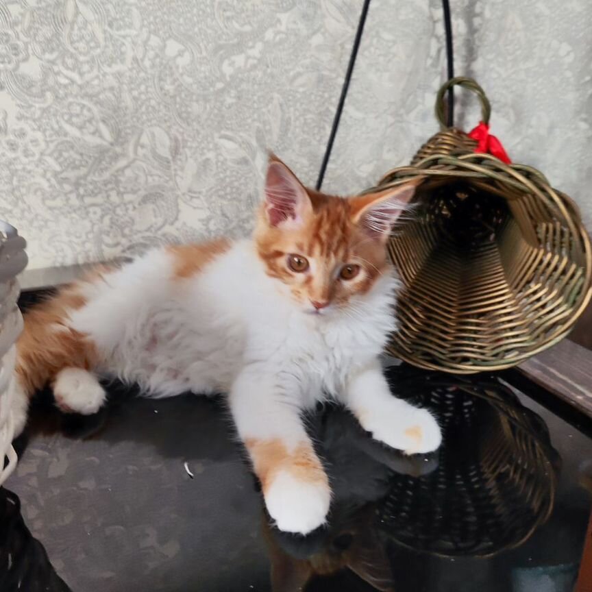Мейн-кун котёнок