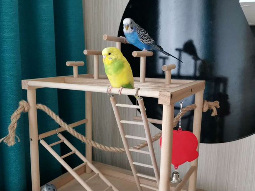 Игровой стенд для попугая
