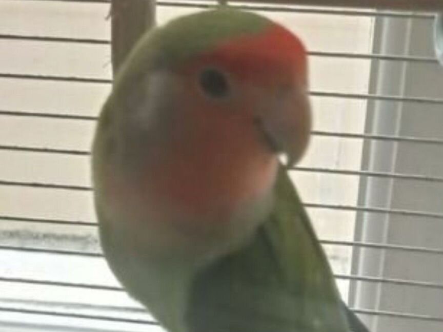 Птенец неразлучник розовощёкий