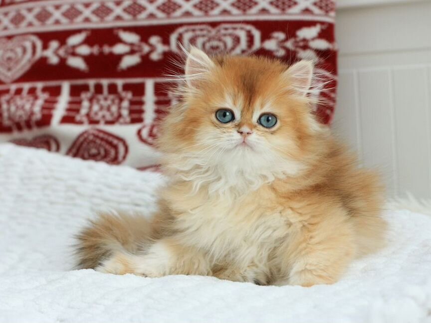 Британский котёнок. Длинношерстный мальчик