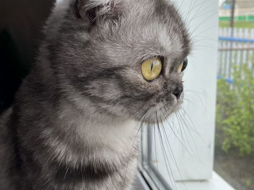 Шотландская кошка