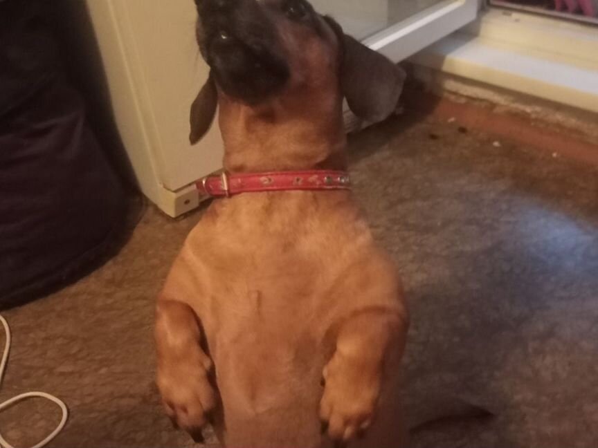 Собака в добрые руки такса