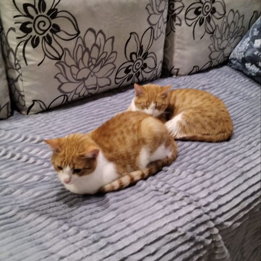 Котята в добрые руки, 7-8 месяцев