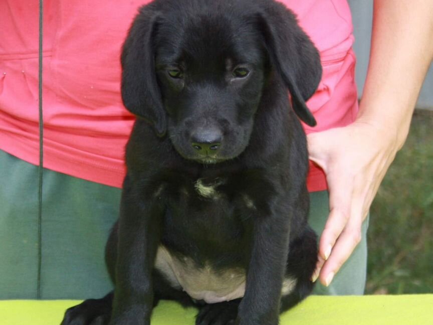 Лабрадор девочка