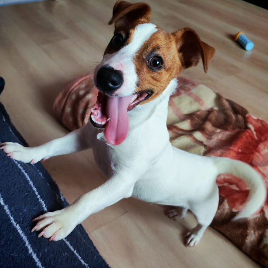 Джек-рассел-терьер, щенок