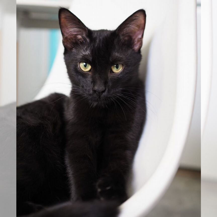 Котики, кошечки и котята в добрые руки
