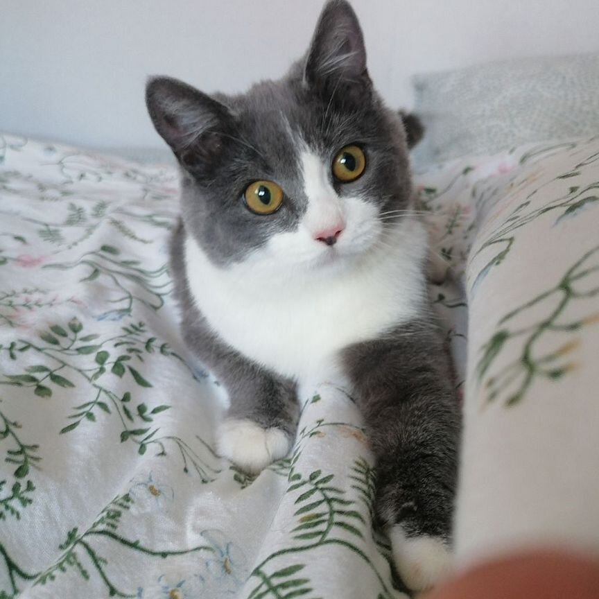 Котёнок в добрые руки