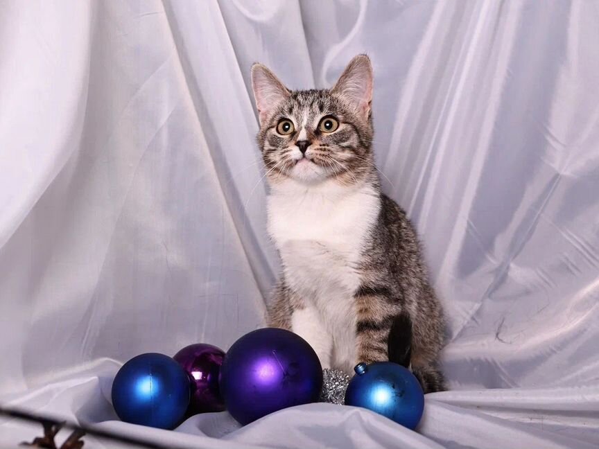 Письмо дедушке морозу от котёнка Глаши