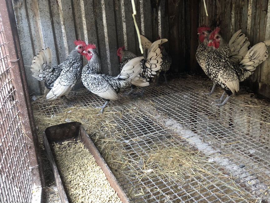 Петухи сибрайт