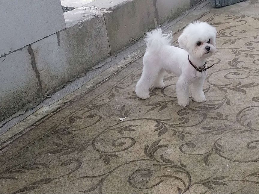 Мальтезе вязка